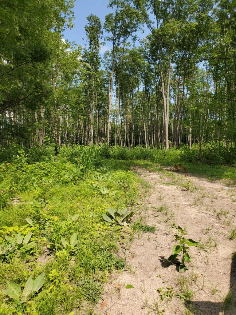 Forests to Visit - Michigan Forest Association